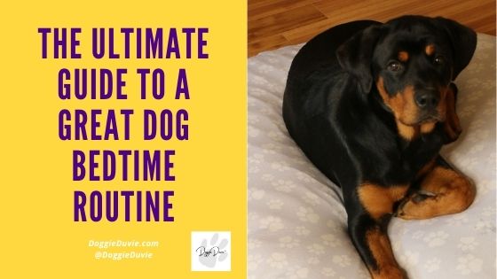 The Ultimate Guide to a Great Dog Bedtime Routine – DoggieDuvie.com